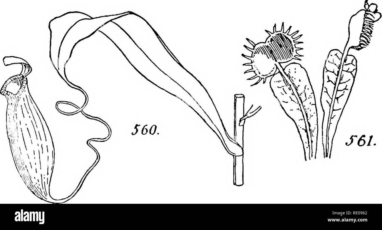 Etiolated plant hi-res stock photography and images - Alamy