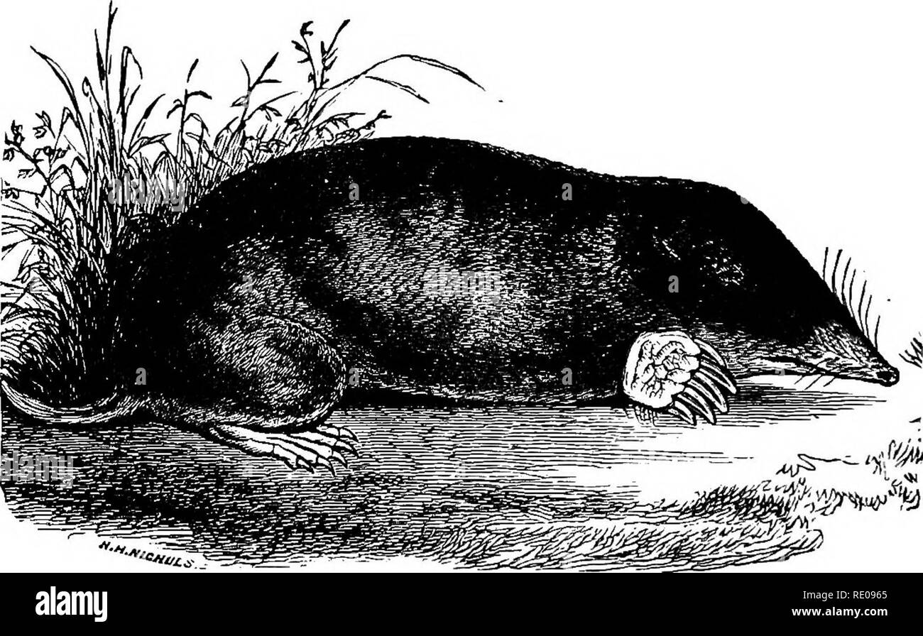 . Zoology for high schools and colleges. Zoology. 588 ZOOLOGY. with the ...