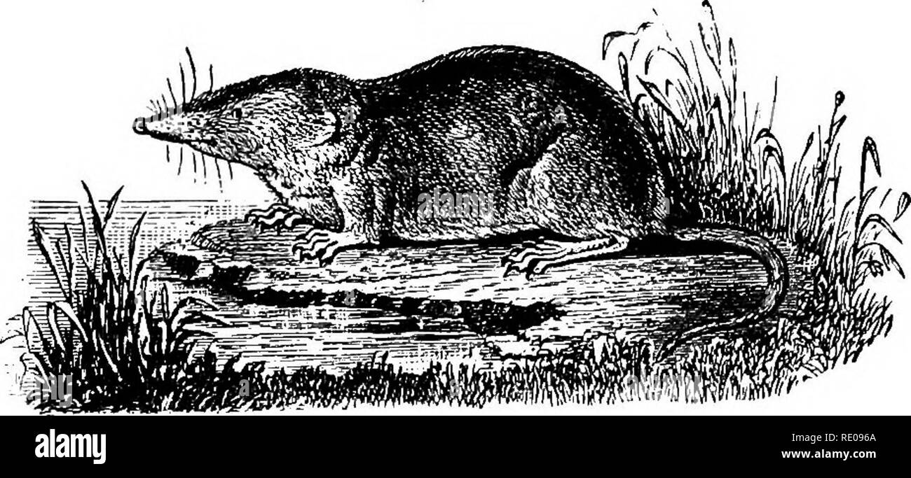 Common mole Black and White Stock Photos & Images - Alamy