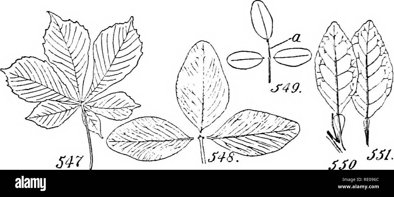 . A manual of structural botany; an introductory textbook for students ...