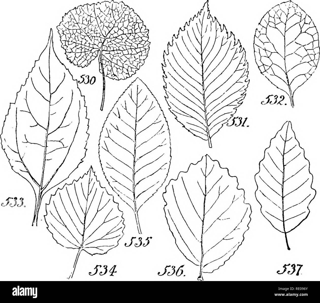 Appressed leaf hi-res stock photography and images - Alamy