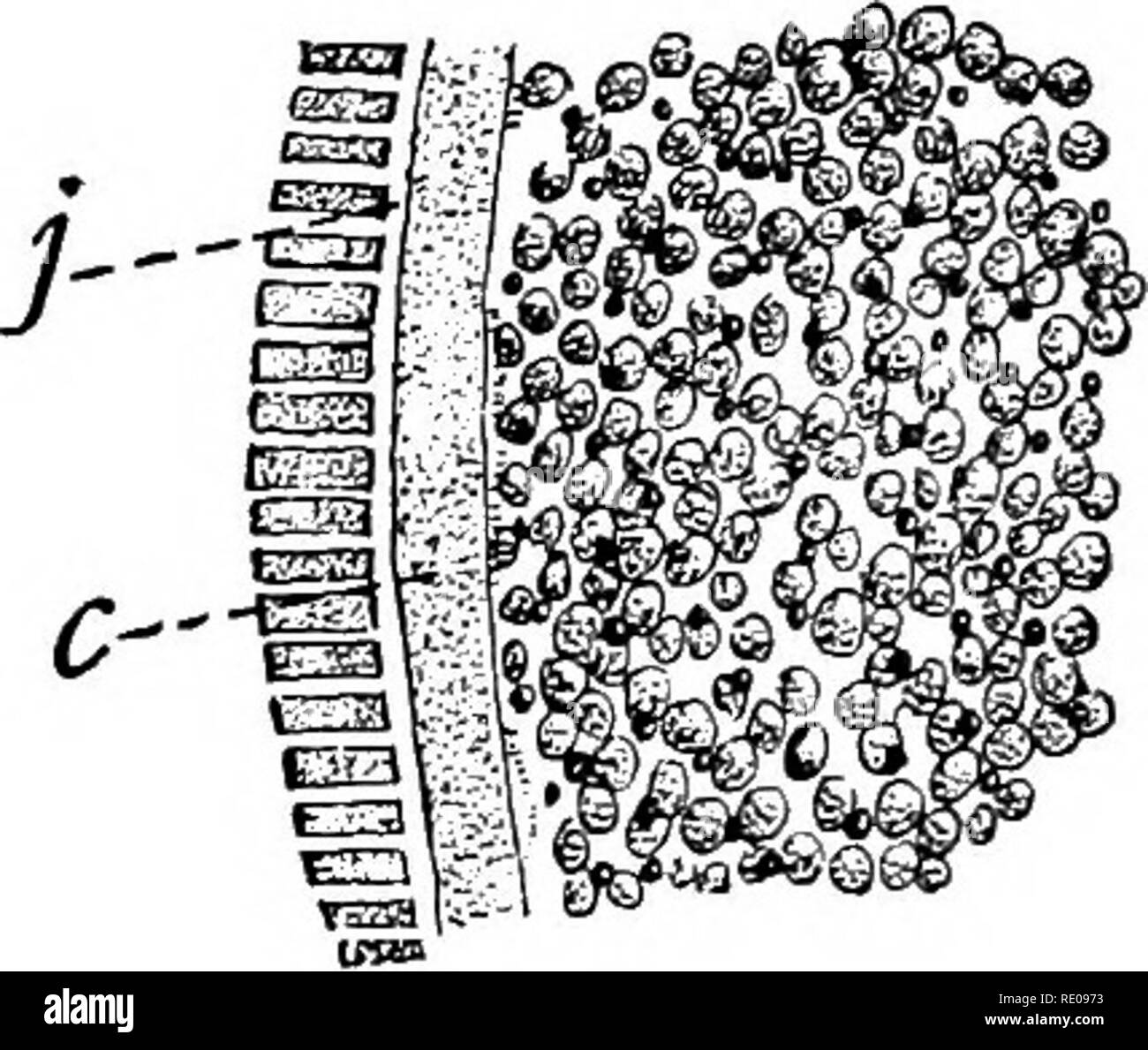 Amoeboid protozoa hi-res stock photography and images - Alamy