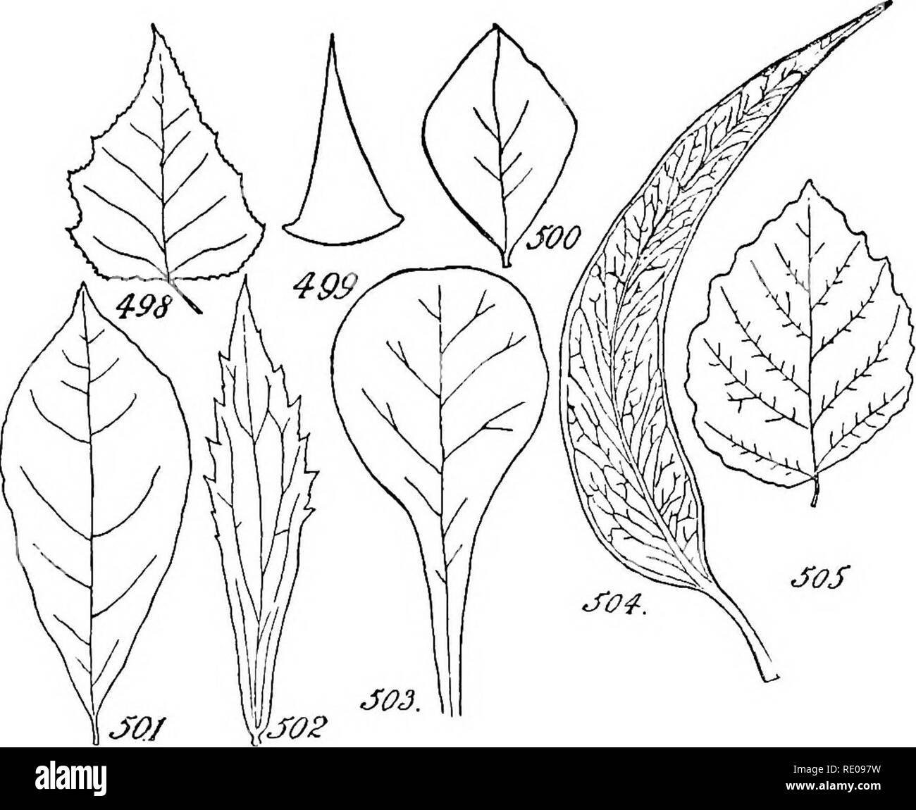 Awl leaf Black and White Stock Photos & Images - Alamy
