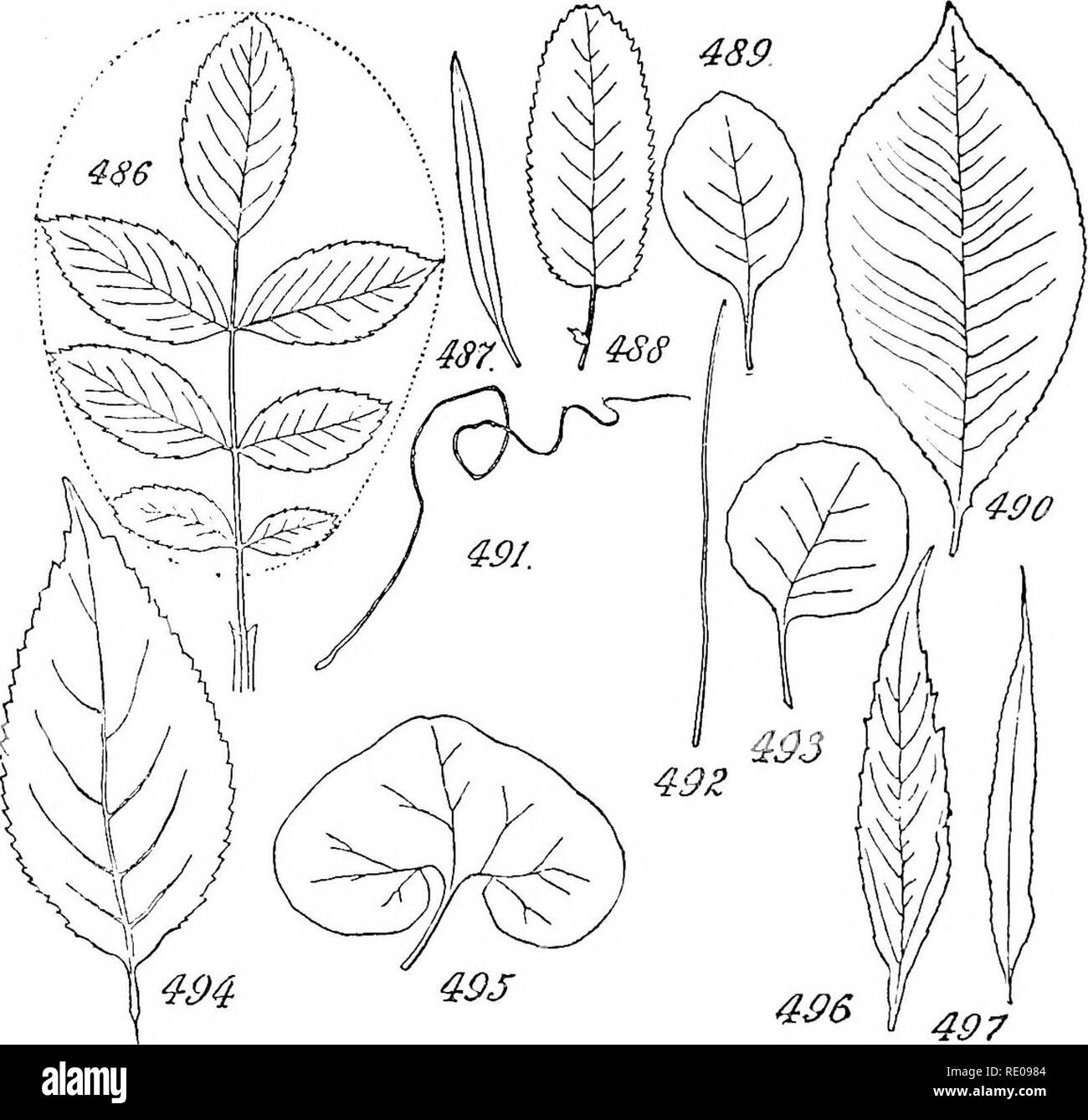. A manual of structural botany; an introductory textbook for students ...