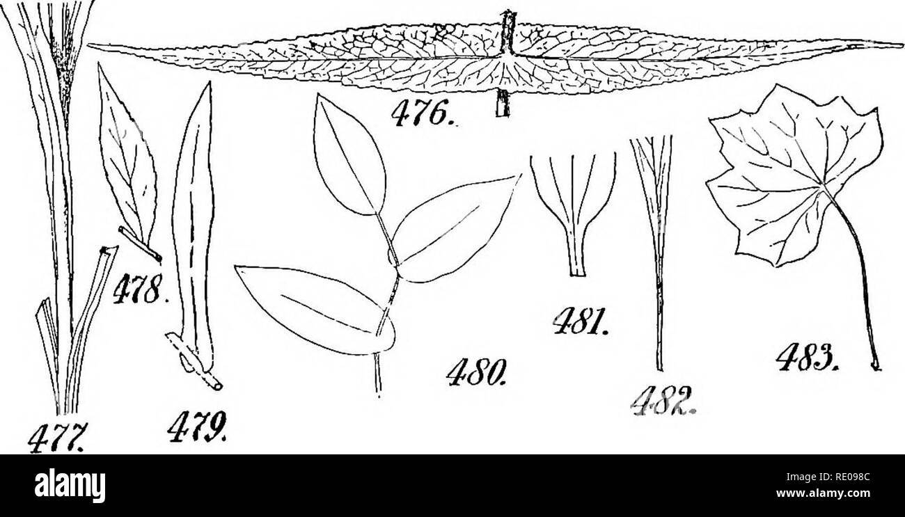 Persistent leaves Black and White Stock Photos & Images - Alamy