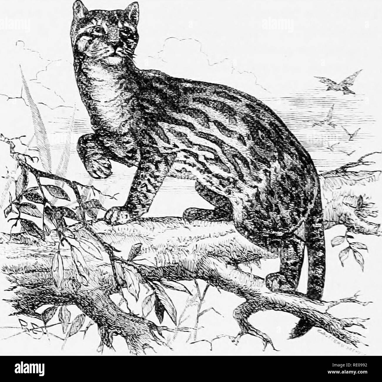 . An introduction to the study of mammals living and extinct. Mammals ...