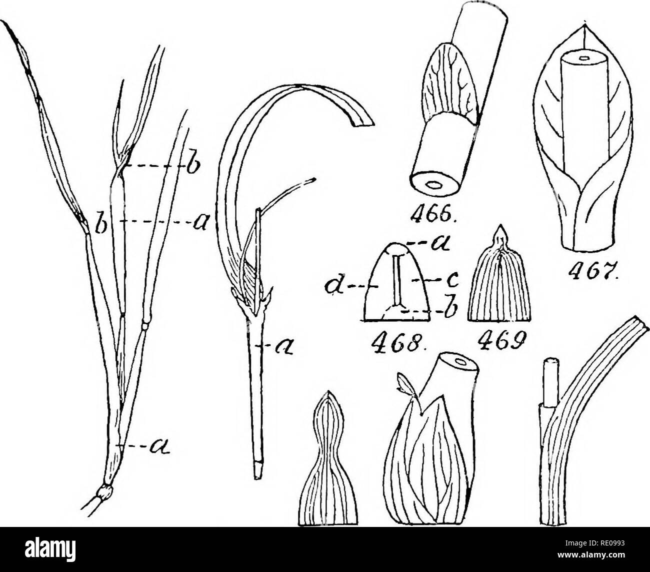 Basal leaf sheath Black and White Stock Photos & Images - Alamy