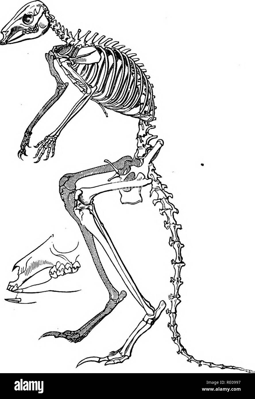 Opossum Skeleton