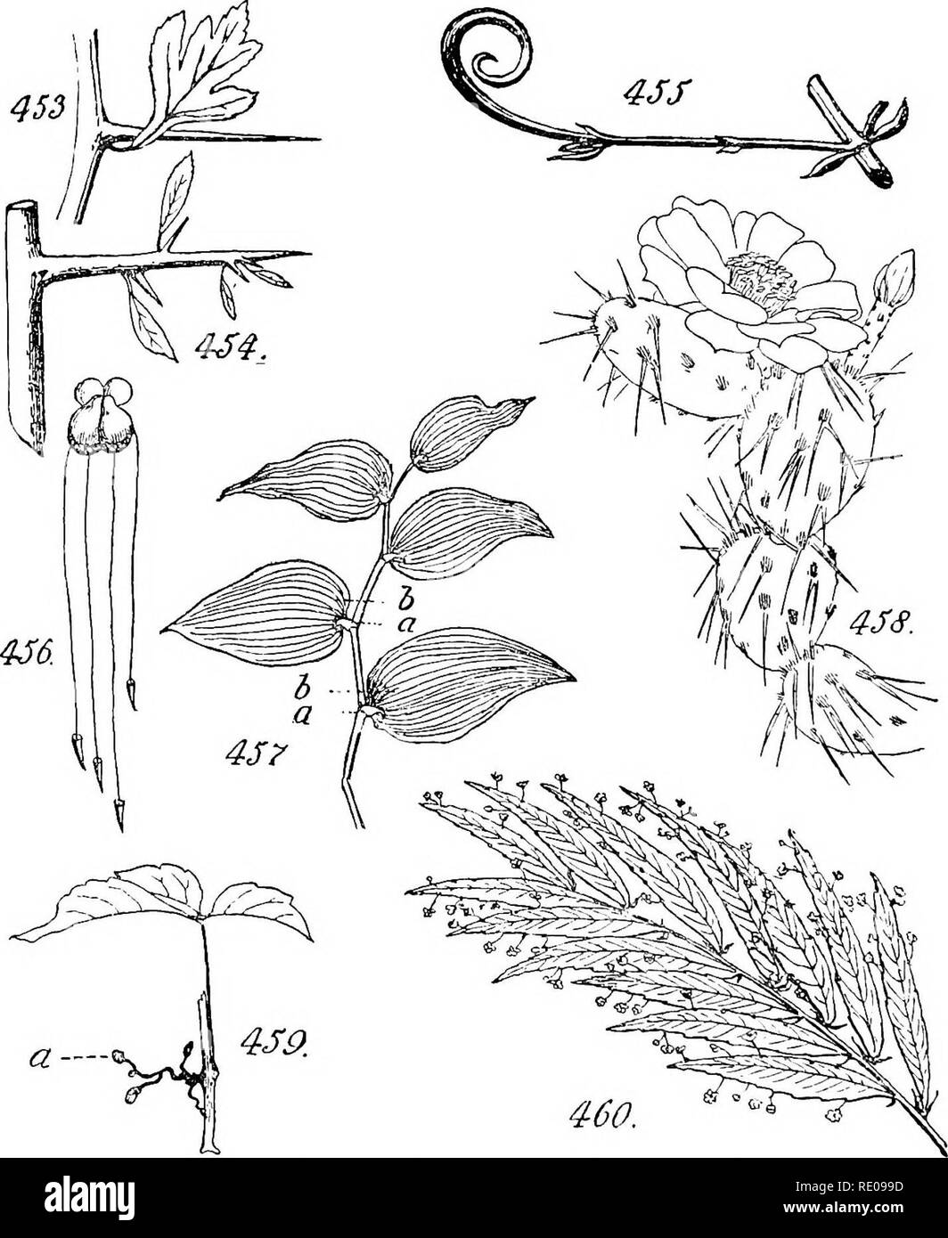 Modified stems Black and White Stock Photos & Images - Alamy