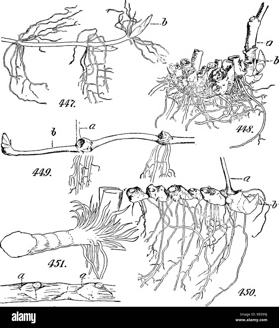 . A manual of structural botany; an introductory textbook for students ...