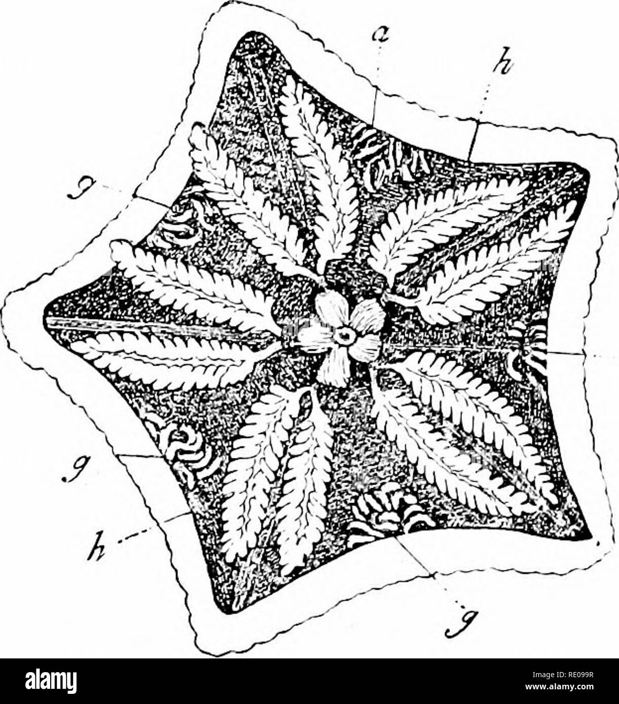 . A manual of zoology. Zoology. JFiG. 312.—^, croas-seotion of starfish ...