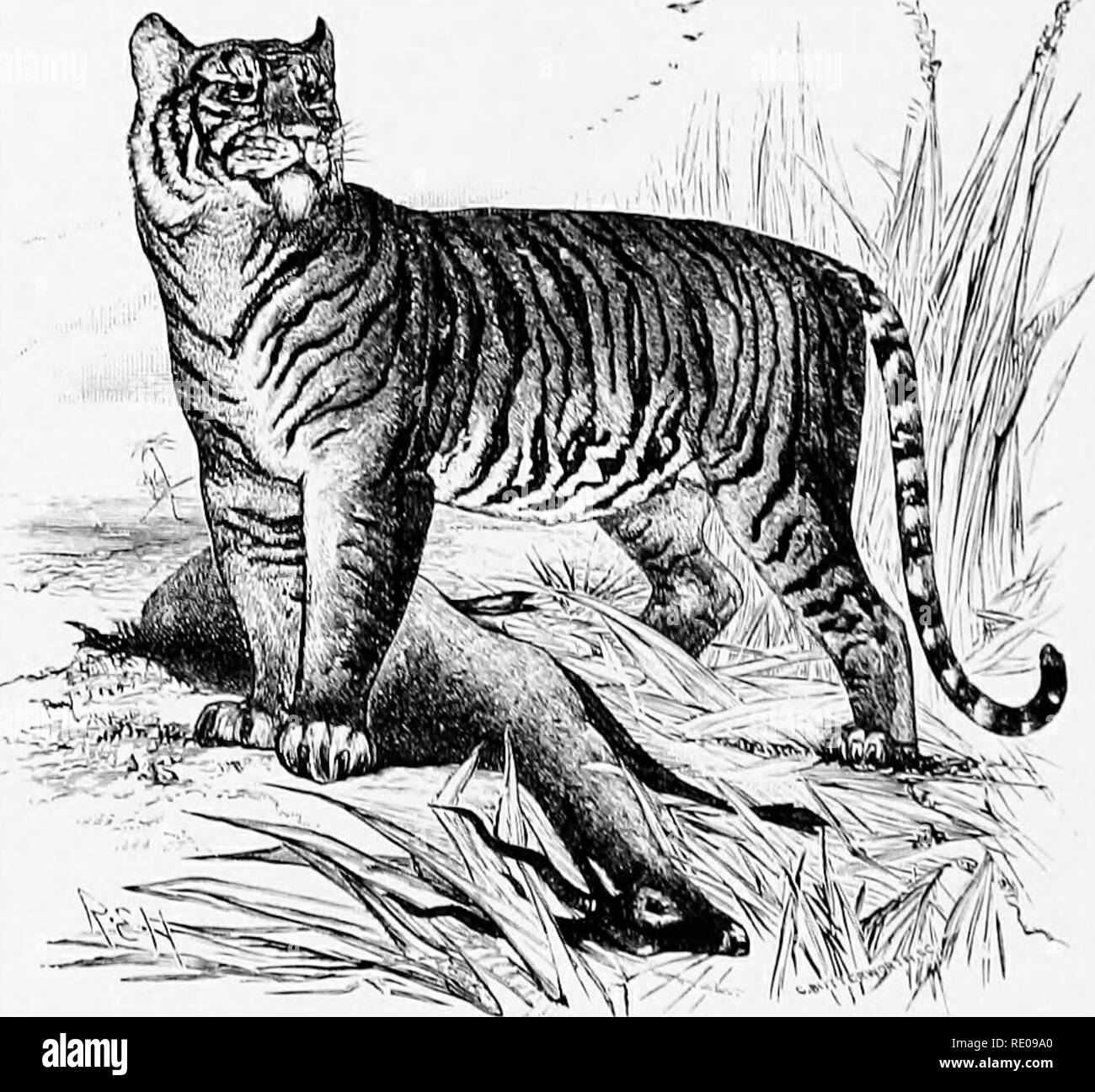 . An introduction to the study of mammals living and extinct. Mammals ...