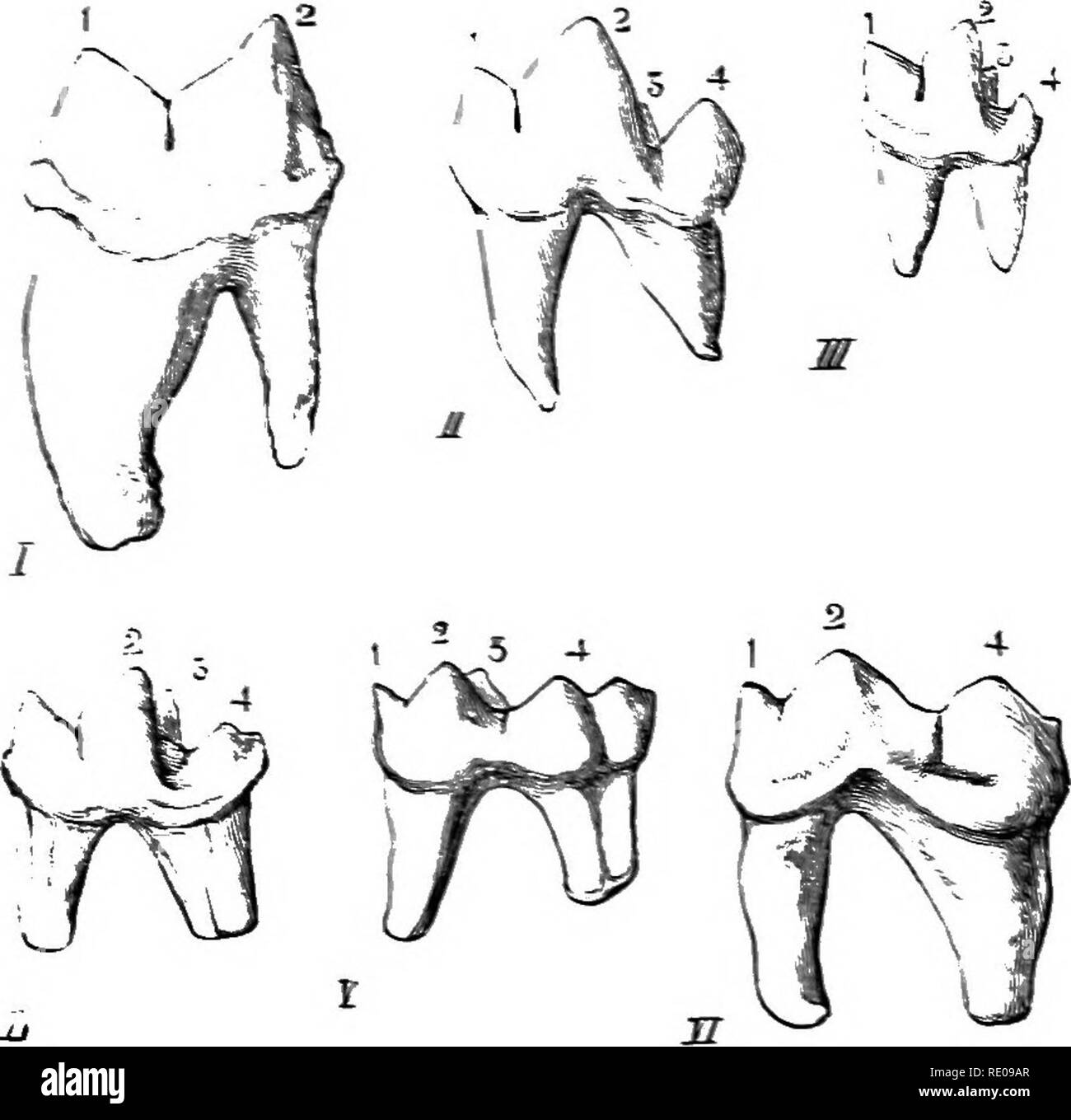 Lori otter Black and White Stock Photos & Images - Alamy