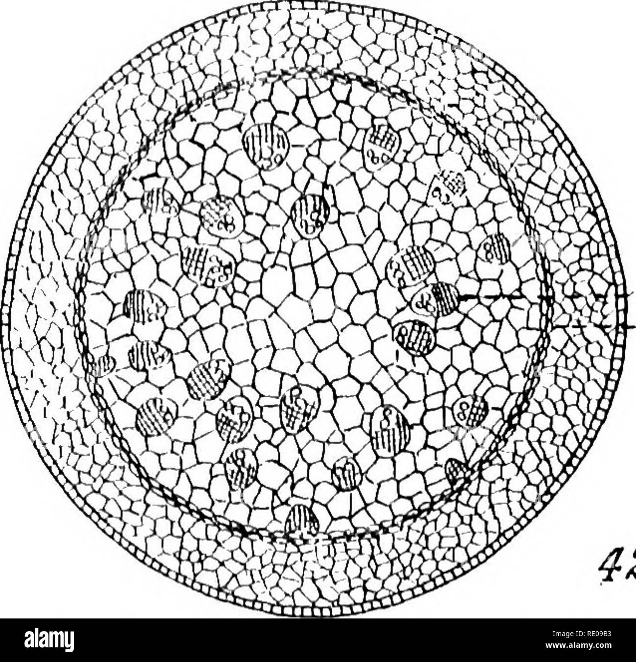 . A manual of structural botany; an introductory textbook for students ...