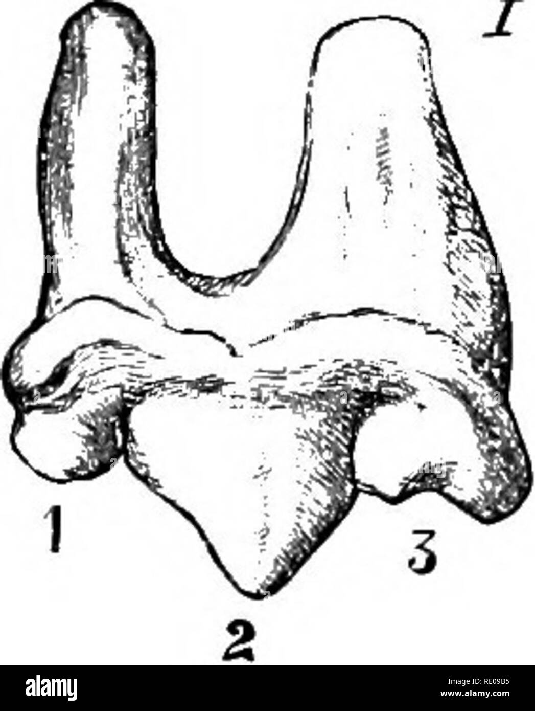 Tubercle blade hi-res stock photography and images - Alamy