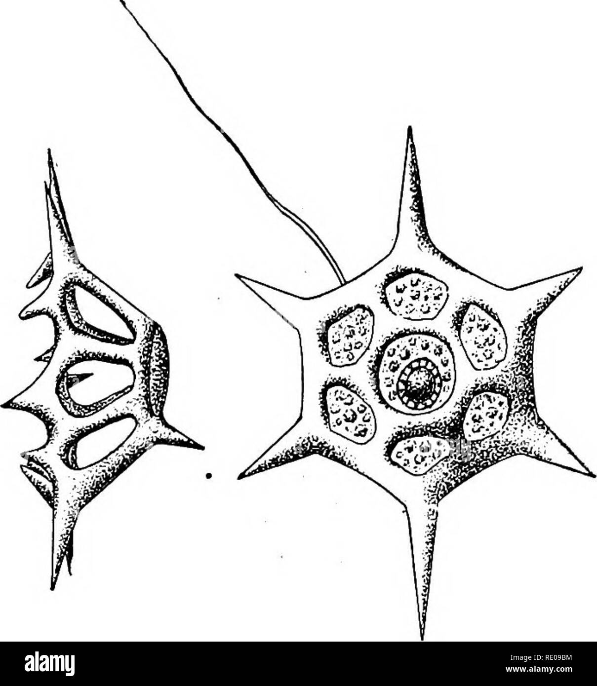 . The Protozoa. Protozoa. THE MASTIGOPHORA "7 upper half of the shell ...