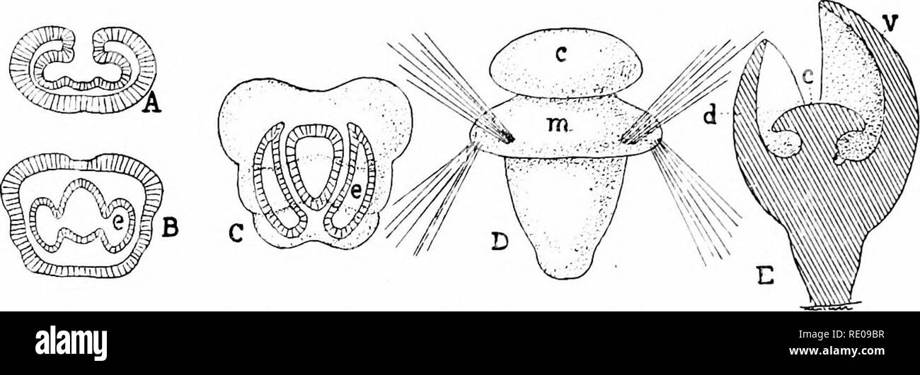 Blastopore In Humans