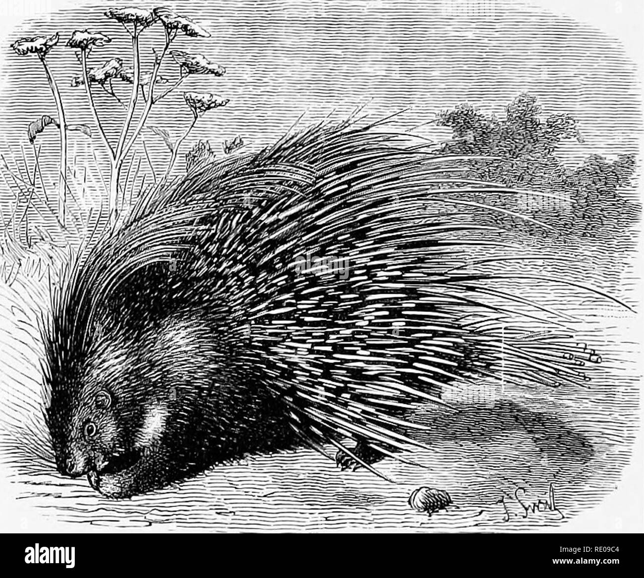 . An introduction to the study of mammals living and extinct. Mammals ...