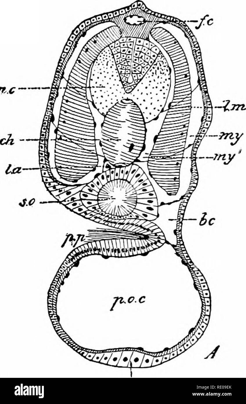 . Amphioxus and the ancestry of the vertebrates. Amphioxus; Sea squirts ...