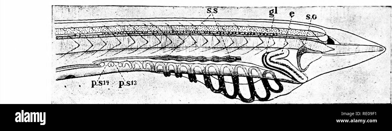 Gill slits Black and White Stock Photos & Images - Alamy