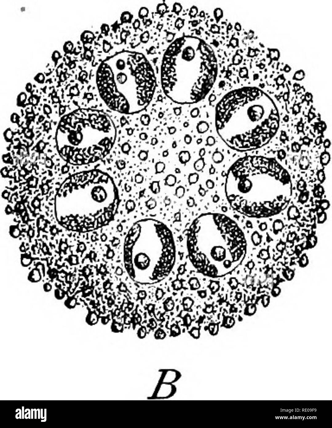 protozoa structure simple