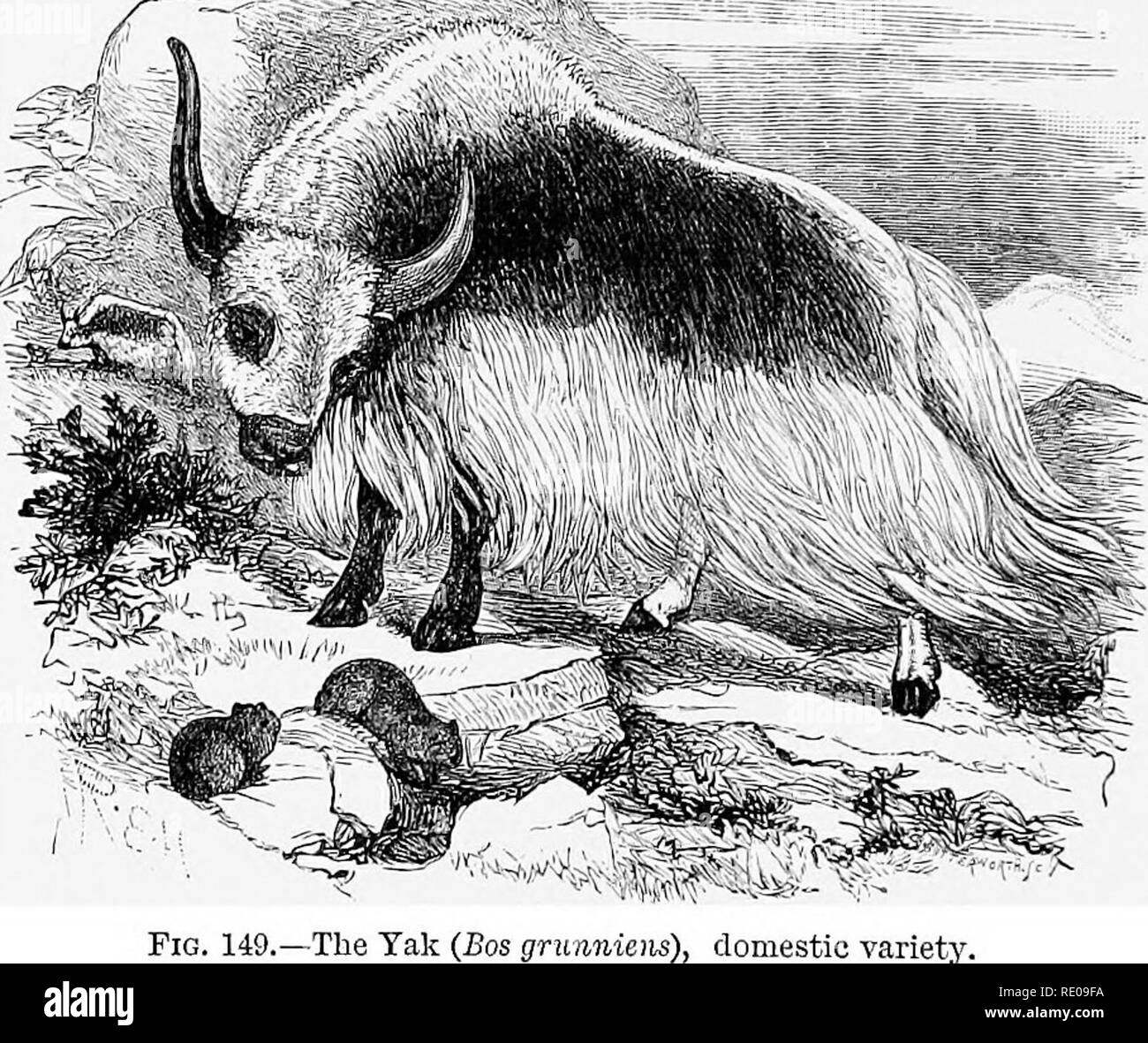 Five extinct species Black and White Stock Photos & Images - Alamy