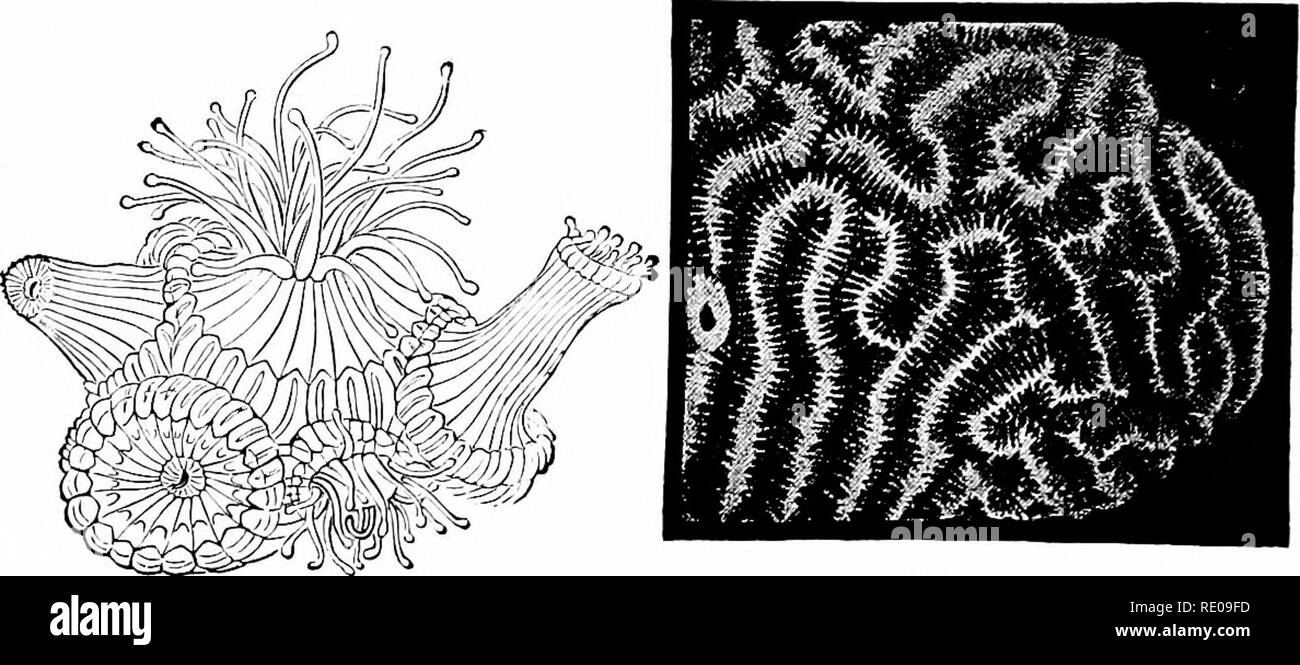 Polyp stages hi-res stock photography and images - Alamy