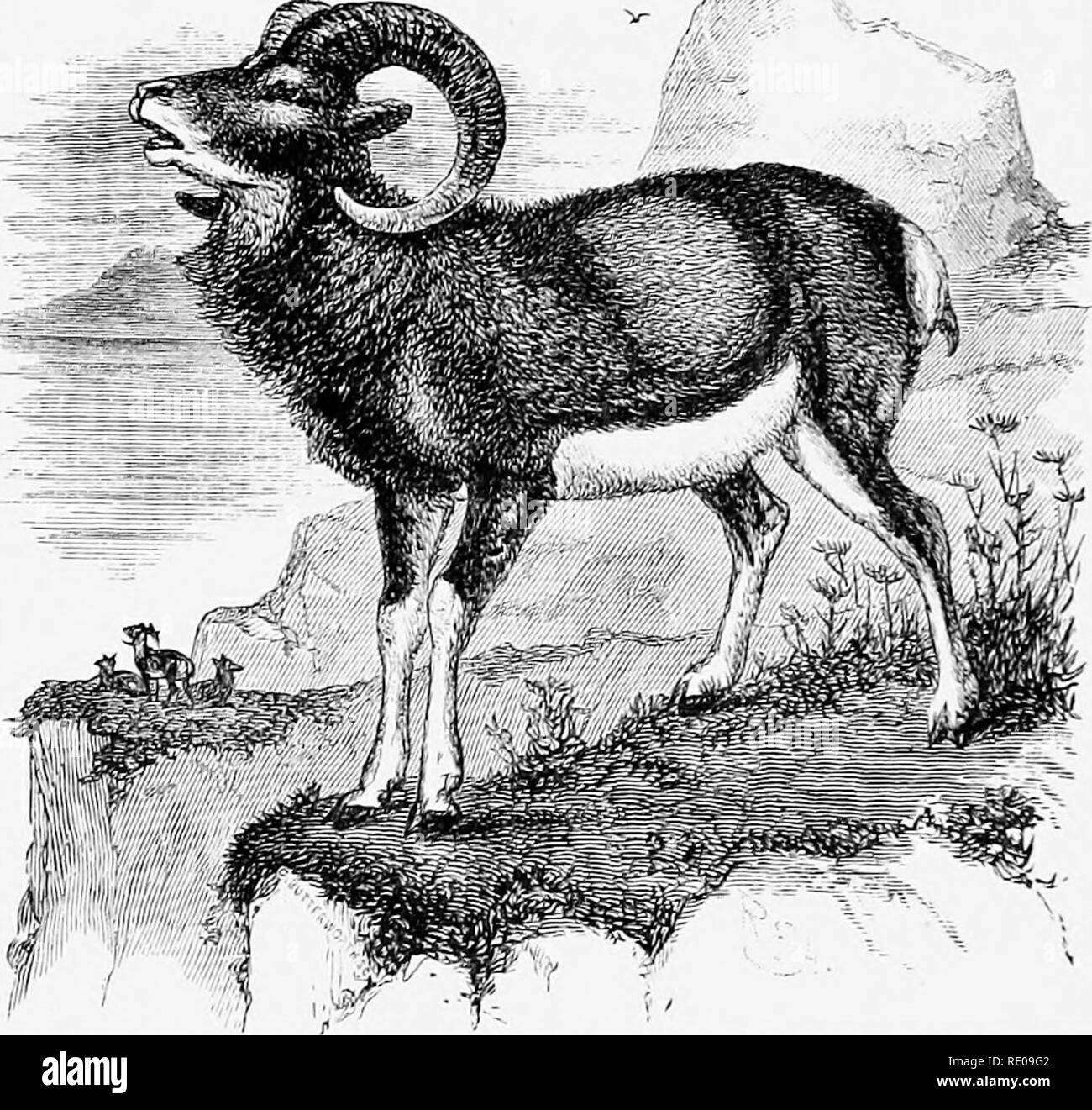 . An introduction to the study of mammals living and extinct. Mammals ...
