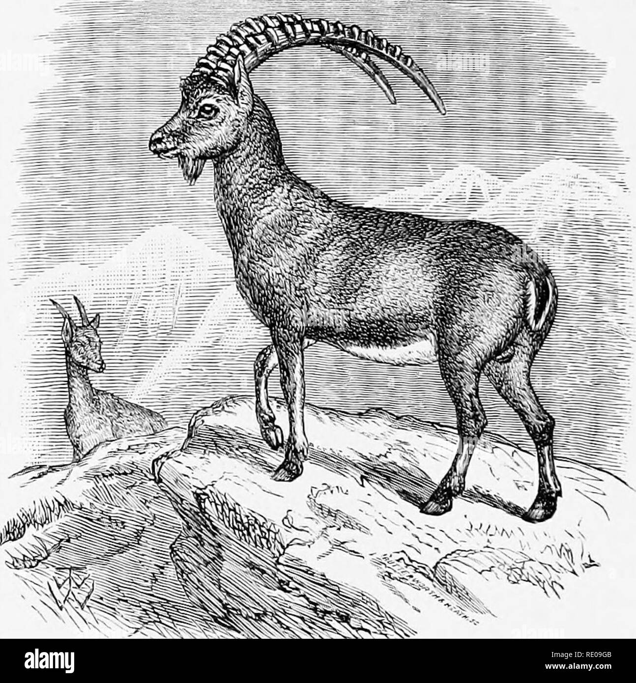 Alpine ibex foot hi-res stock photography and images - Alamy