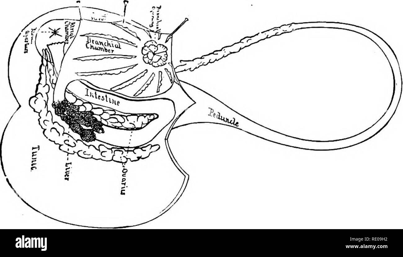 Tadpole Black and White Stock Photos & Images - Alamy