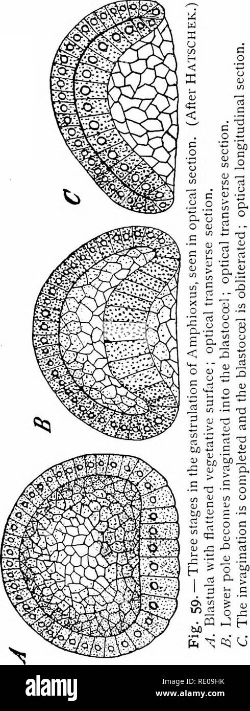 . Amphioxus and the ancestry of the vertebrates. Amphioxus; Sea squirts ...