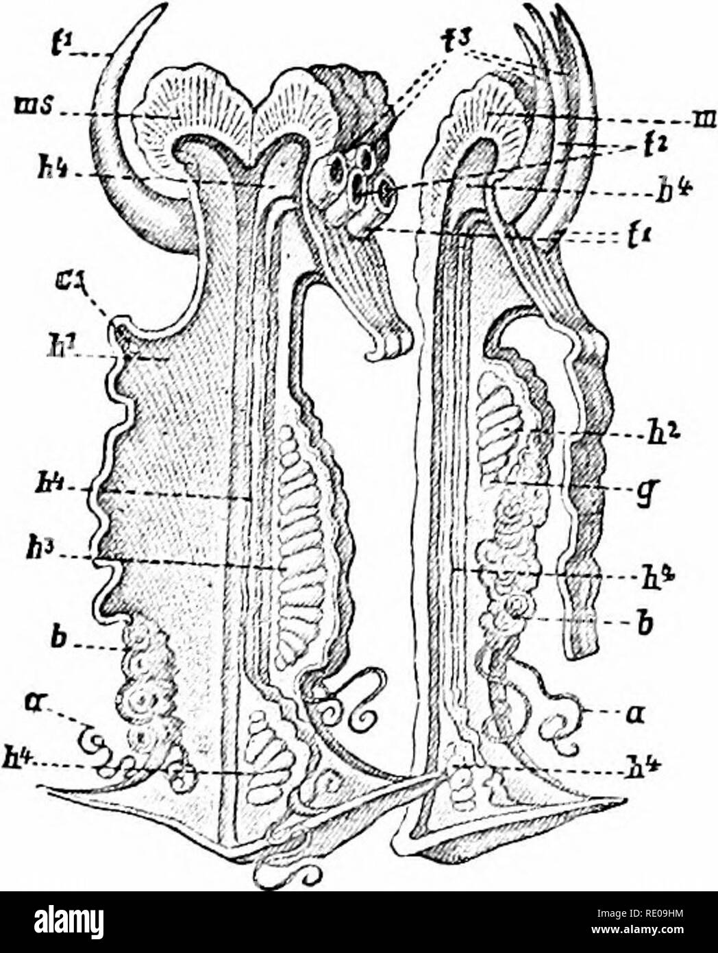 Nettle threads Cut Out Stock Images & Pictures - Alamy