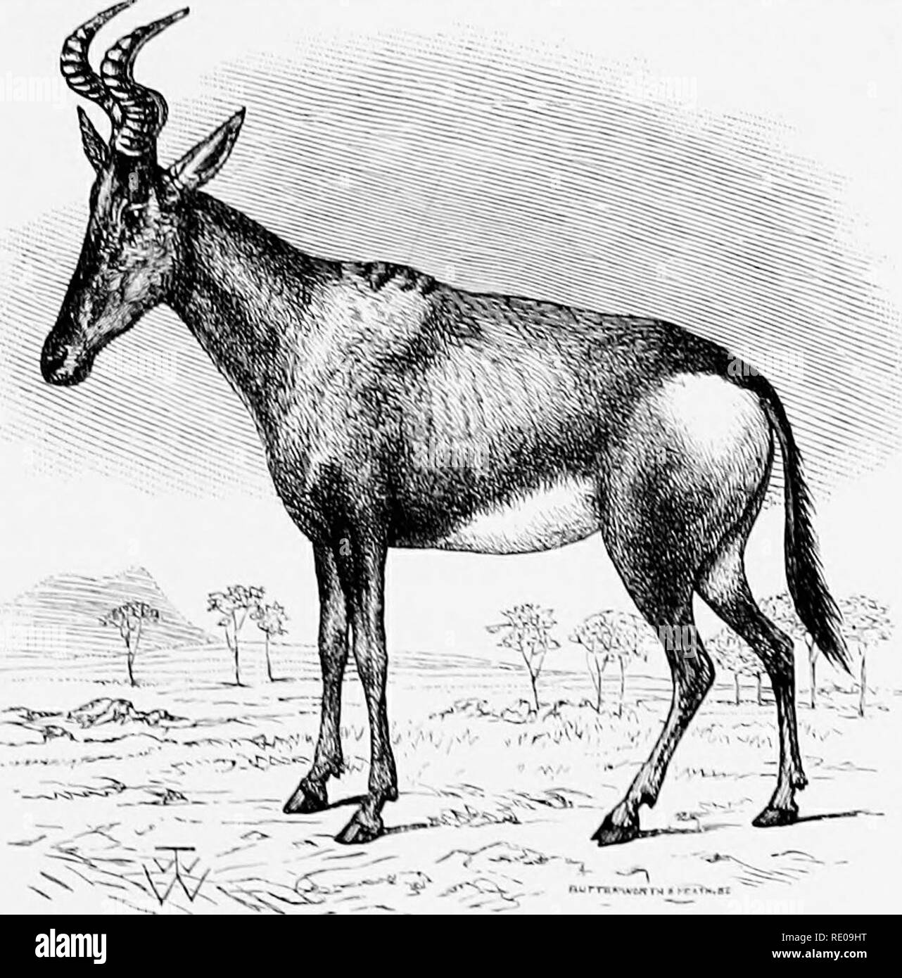 . An introduction to the study of mammals living and extinct. Mammals ...