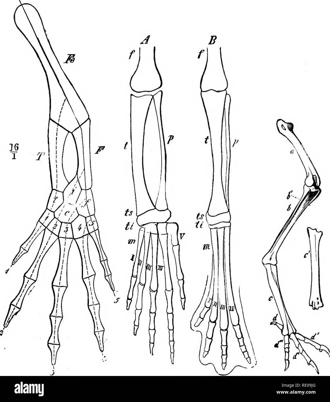Tarsals Hand