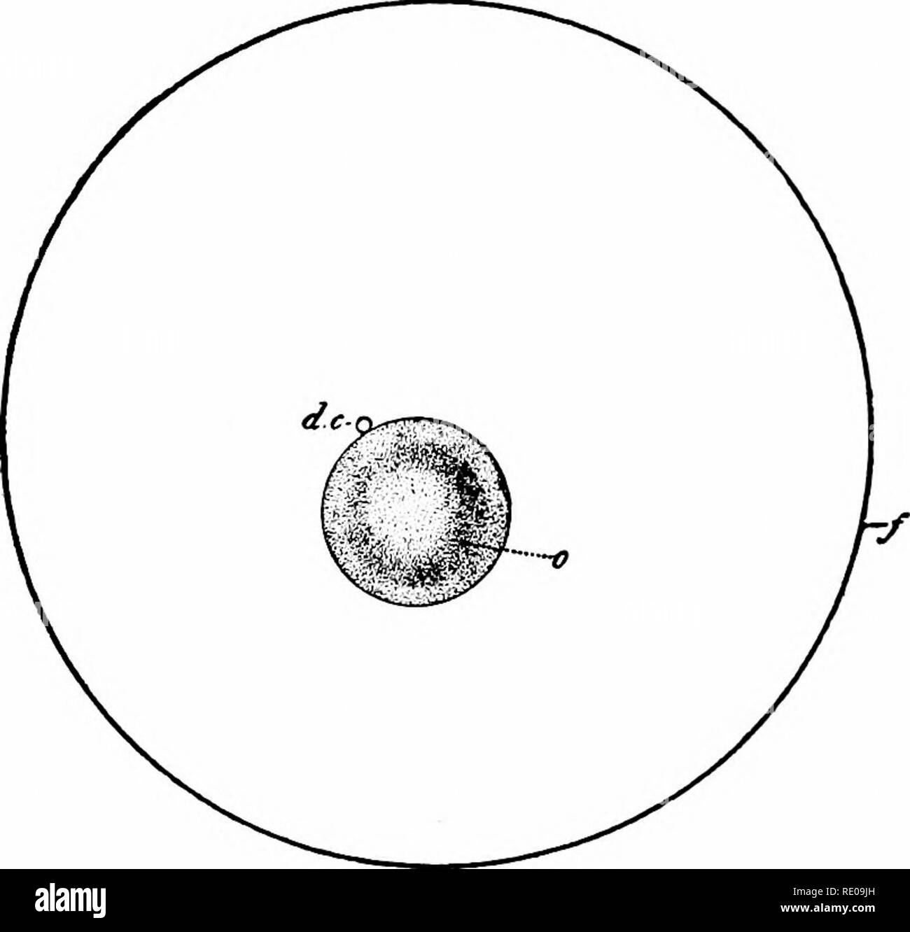 Spermatozoa drawing hi-res stock photography and images - Alamy