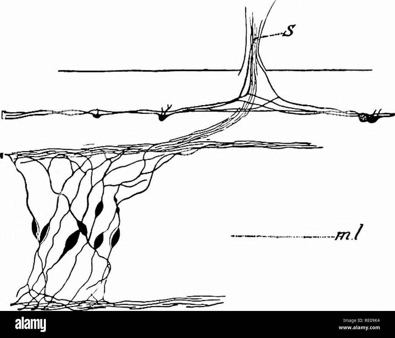 . Amphioxus and the ancestry of the vertebrates. Amphioxus; Sea squirts ...