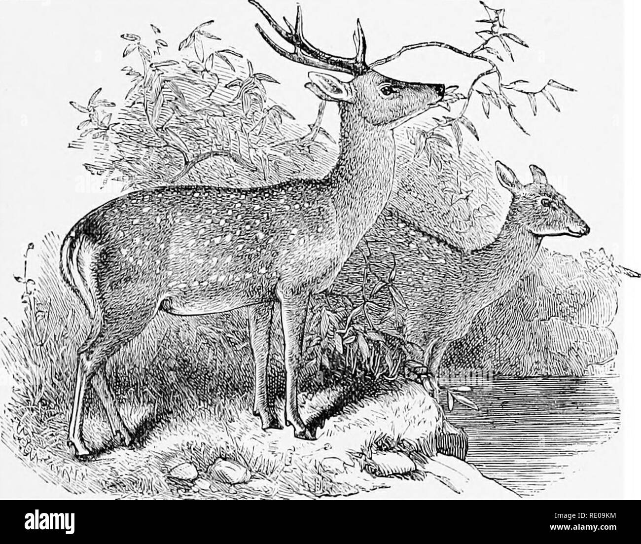 Cervid family Black and White Stock Photos & Images - Alamy