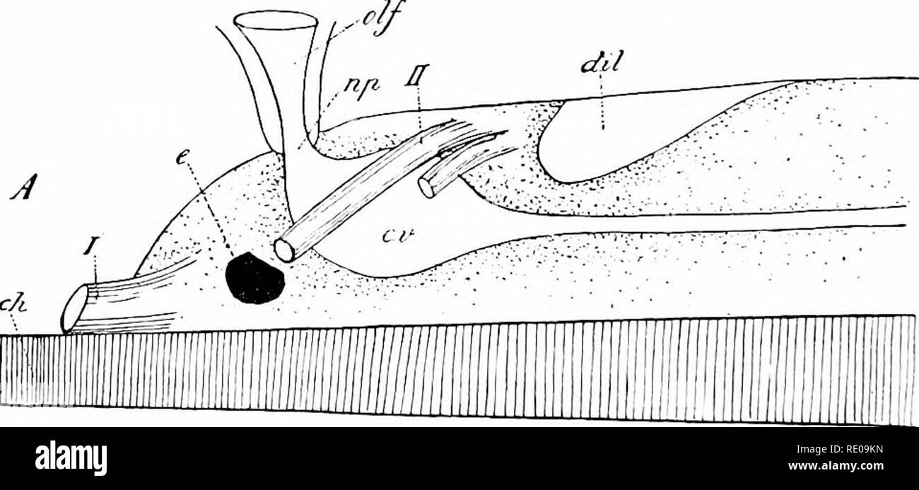 . Amphioxus and the ancestry of the vertebrates. Amphioxus; Sea squirts ...
