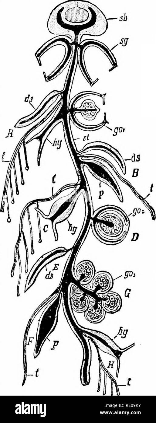 . A manual of zoology. Zoology. /. HTBROZOA: SIPIIONOPnORA. 243 Order ...