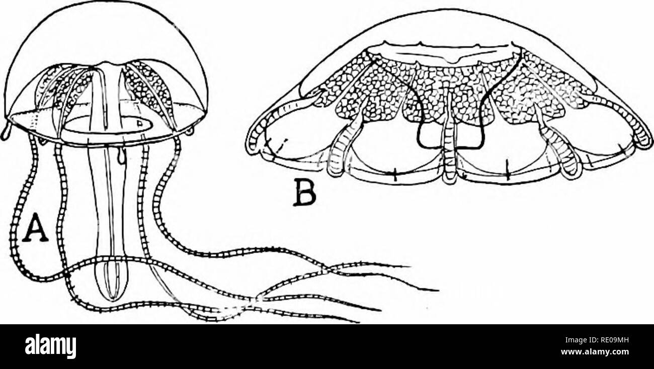 Polymorphic species Black and White Stock Photos & Images - Alamy
