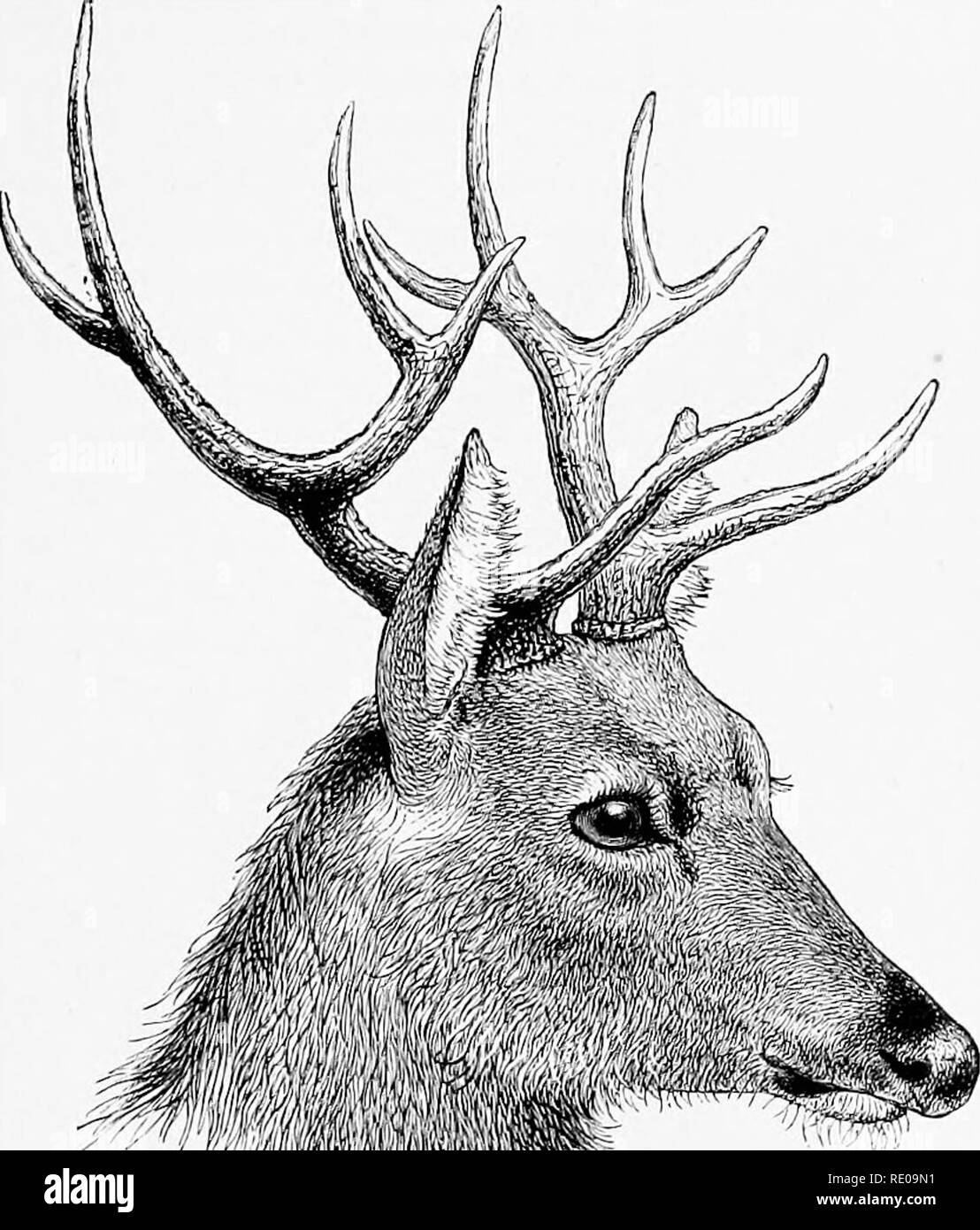 Palmated antler Black and White Stock Photos & Images - Alamy