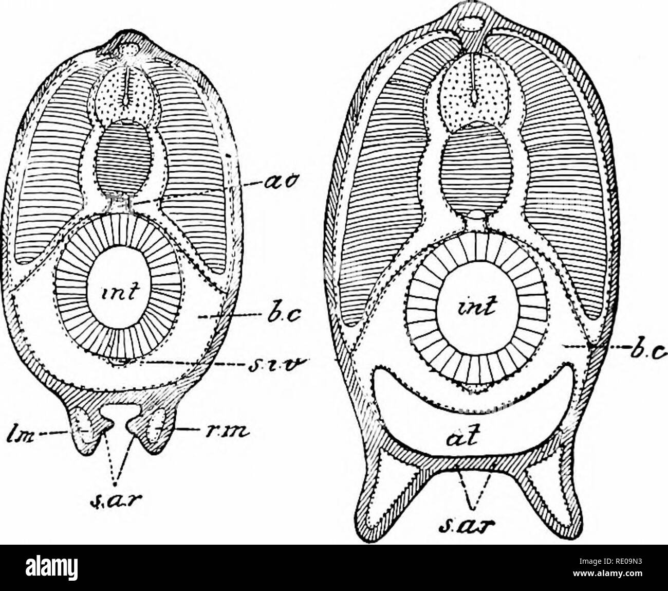 Gill slits Black and White Stock Photos & Images - Alamy