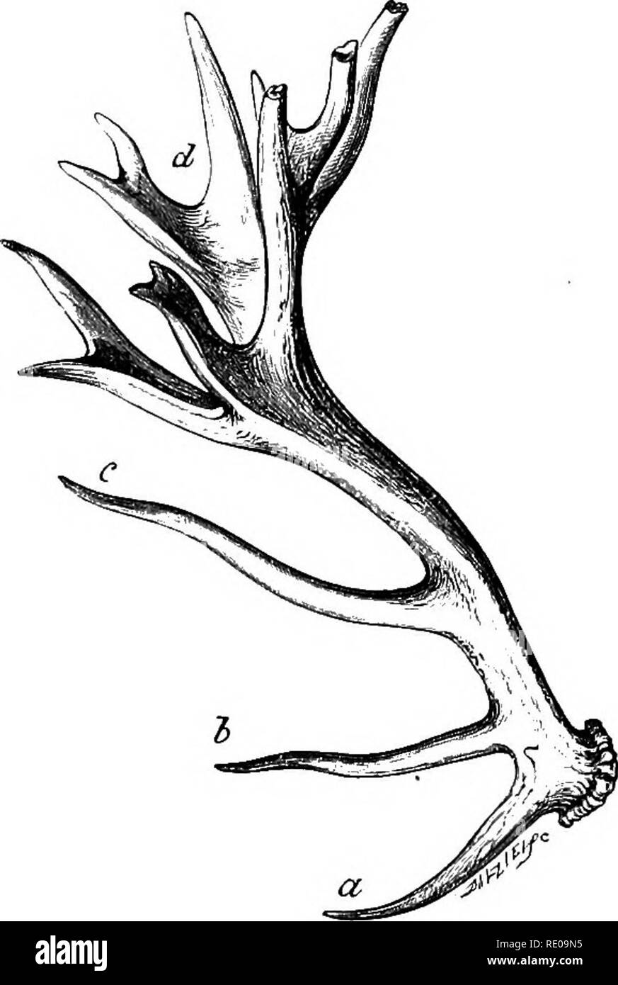 Antlered mammals Black and White Stock Photos & Images - Alamy