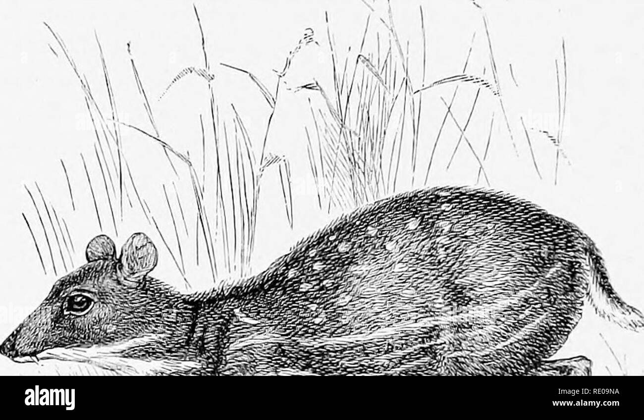 . An introduction to the study of mammals living and extinct. Mammals ...