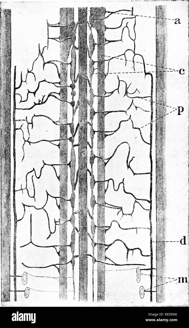 . Amphioxus and the ancestry of the vertebrates. Amphioxus; Sea squirts ...