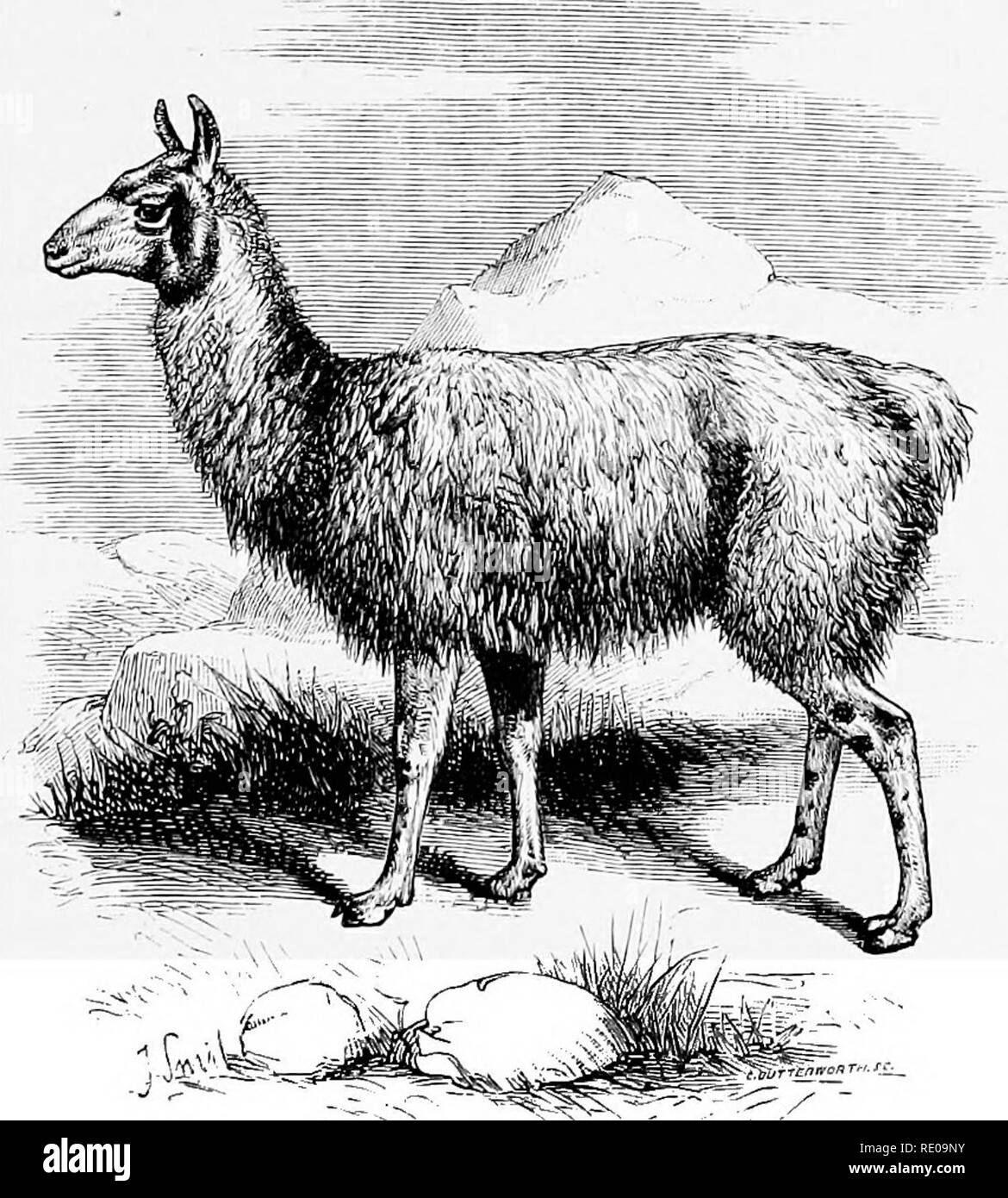 . An introduction to the study of mammals living and extinct. Mammals ...