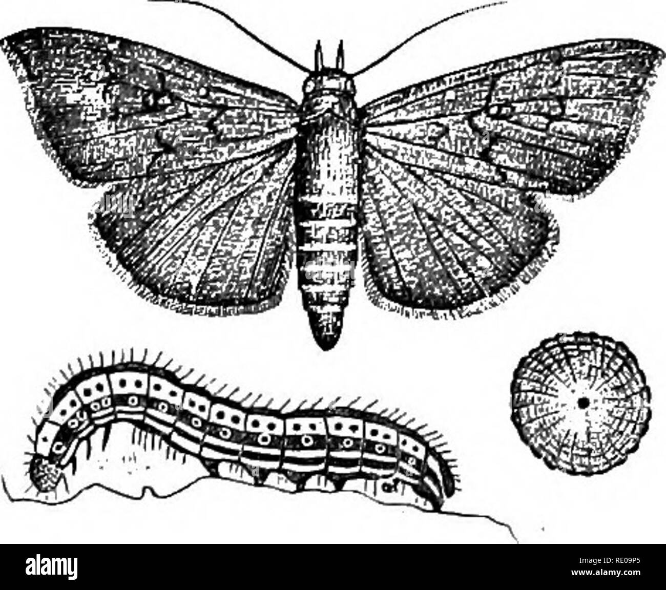 . Zoology for high schools and colleges. Zoology. THE COTTON-WORM. 359 ...