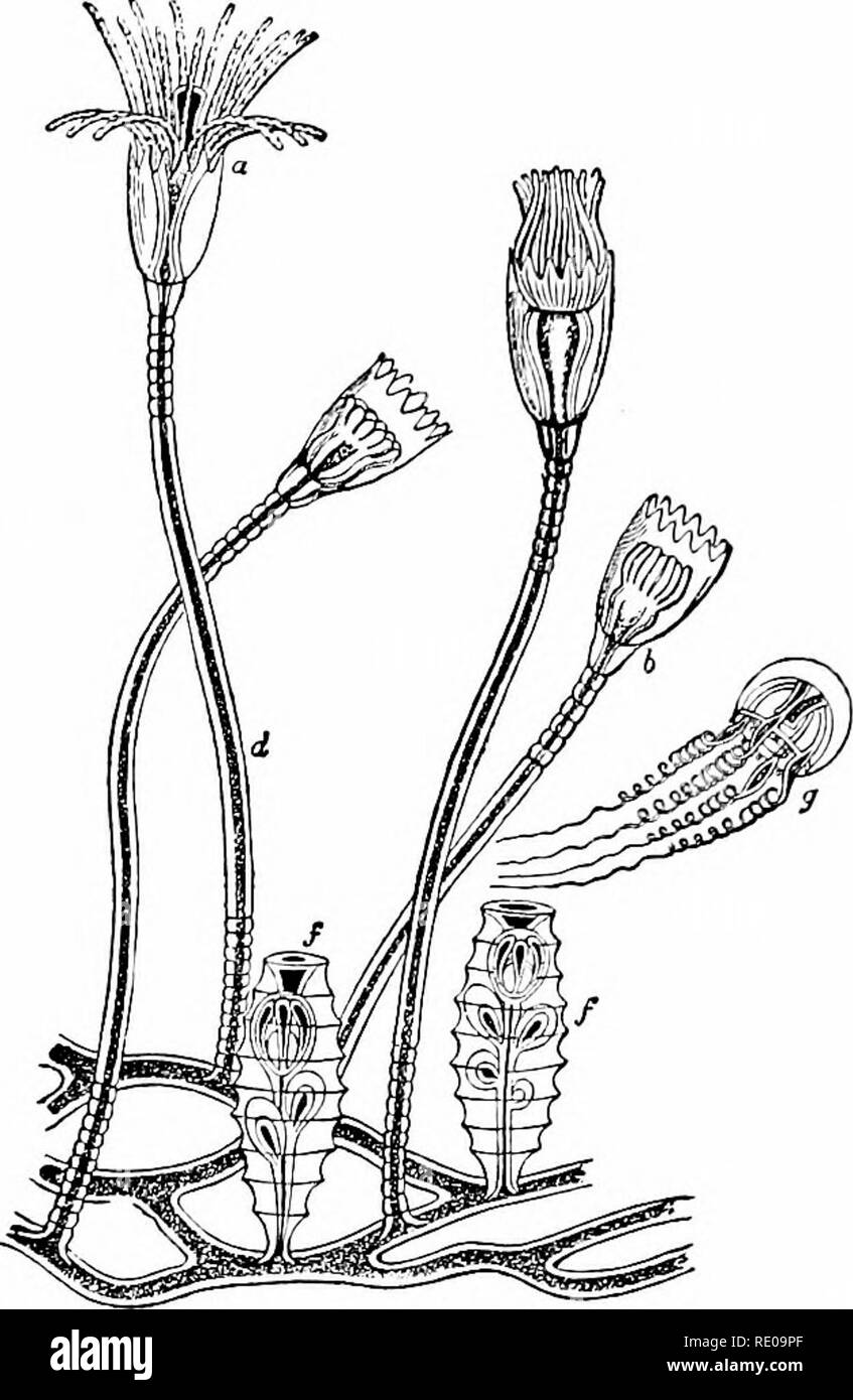Hydrocaulus hi-res stock photography and images - Alamy