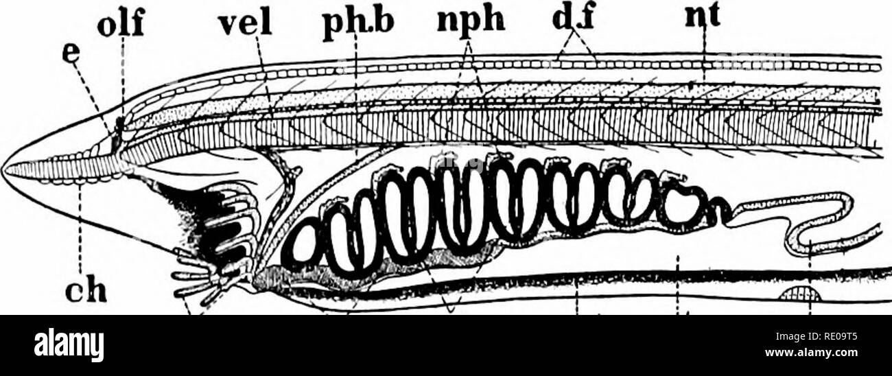 Hemichordata Diagram