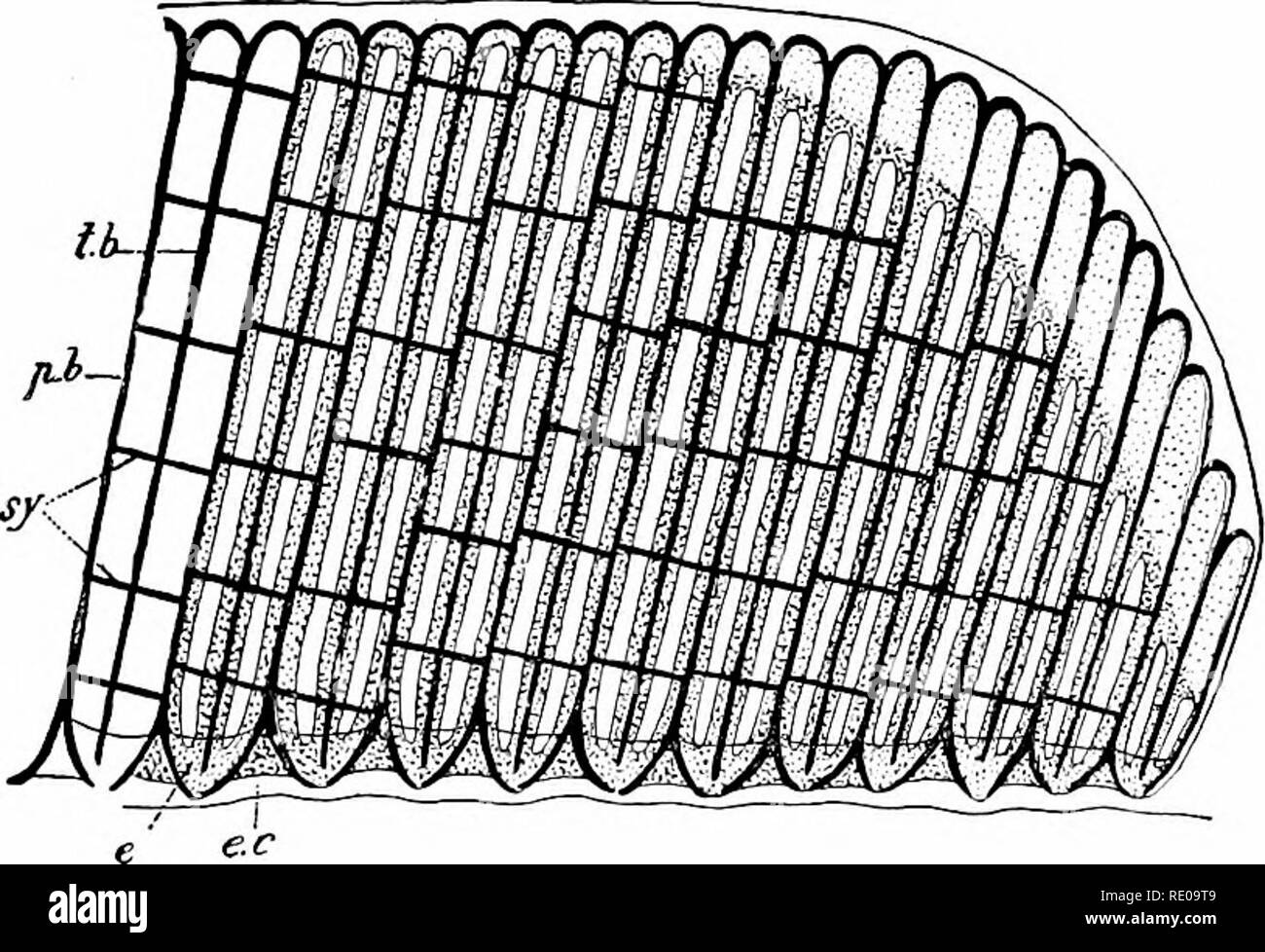 Slit internal Black and White Stock Photos & Images - Alamy
